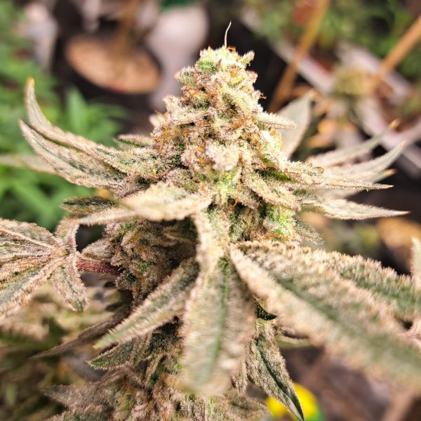 Donny burger Skunk House Genetics (Skunk Master Flex Cut) : Online ...